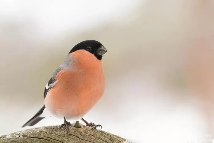 Poliarinio apskritimo paukščiai ... arba nuotolinio kampo fauna į objektyvą Samuel Bloch (Samuel Bloch) 4014_2