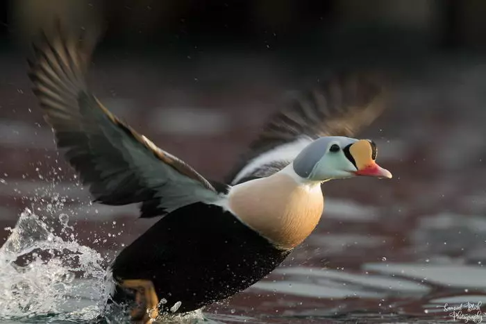 Birds of the Polar Circle ... edo Lens Samuel Bloch-en (Samuel Bloch) egindako urruneko txokoaren fauna 4014_3