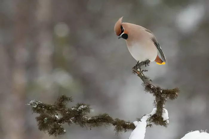 Mga langgam sa Polar Circle ... o ang fauna sa hilit nga kanto sa Lens Samuel Bloch (Samuel Bloch) 4014_4