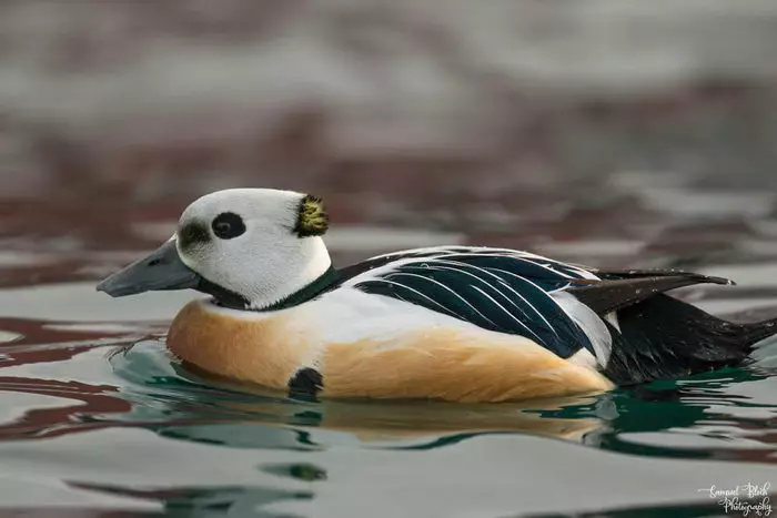 Mga langgam sa Polar Circle ... o ang fauna sa hilit nga kanto sa Lens Samuel Bloch (Samuel Bloch) 4014_5