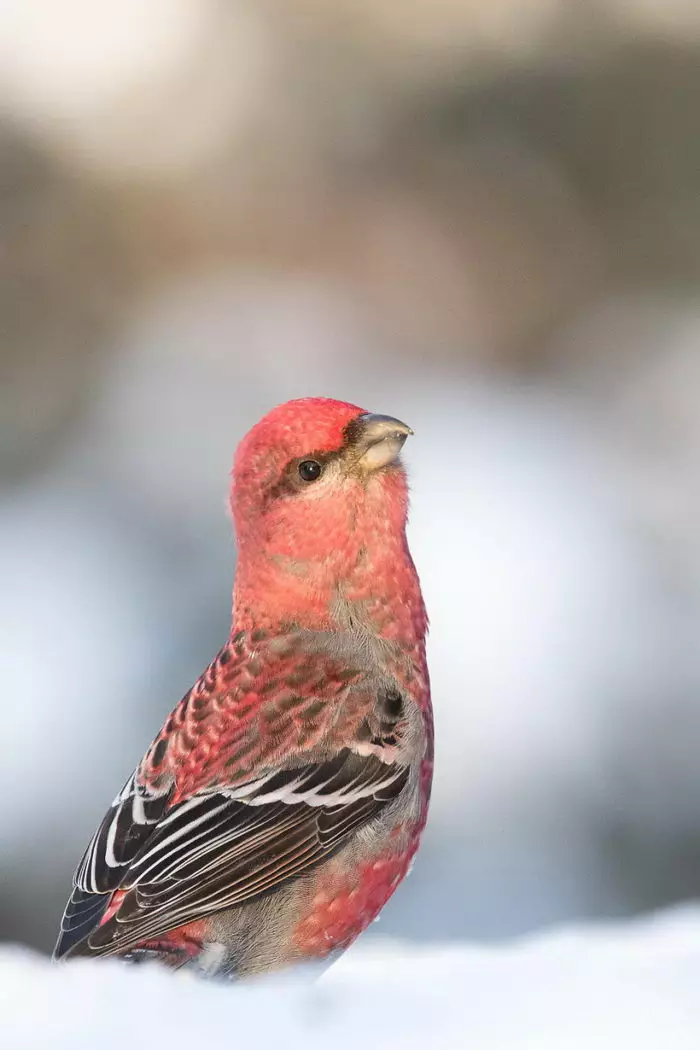 Ptice polarnog kruga ... ili fauna udaljenog ugla u leću Samuel Bloch (Samuel Bloch) 4014_6