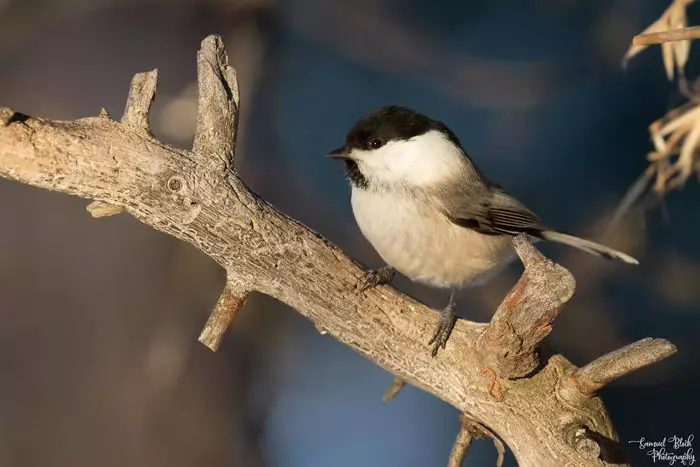 Birds of the Polar Circle ... edo Lens Samuel Bloch-en (Samuel Bloch) egindako urruneko txokoaren fauna 4014_7