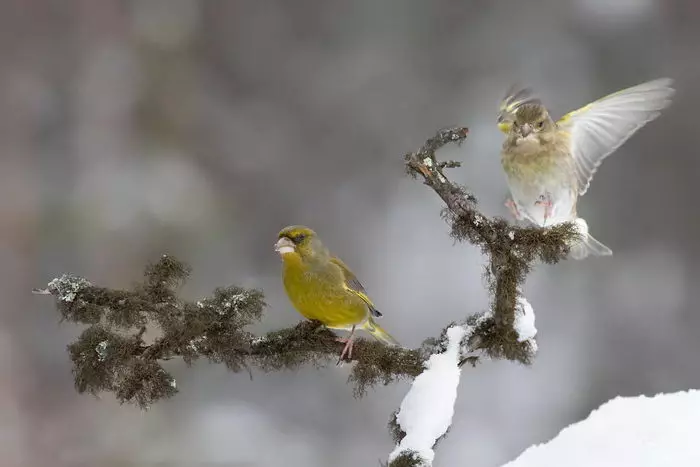 Mbalame za Polar Circle ... kapena za Fauna wakona wakutali mu Lens Samuel Bloch (Samuel Bloch) 4014_8