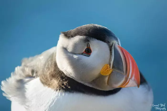 Ptice polarnog kruga ... ili fauna udaljenog ugla u leću Samuel Bloch (Samuel Bloch) 4014_9