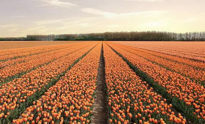 İnanılmaz eylem her birini görmelidir! Hollanda'da Lale çiçeği 4113_3