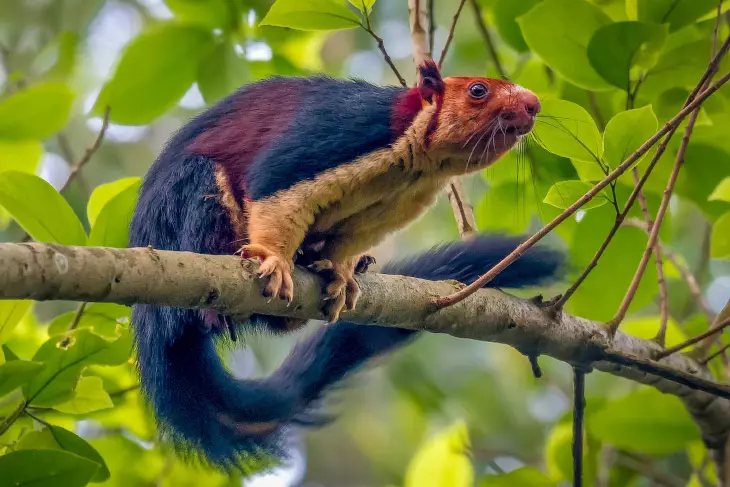 Incredible huge Indian squirrel in the lens;) 4146_1