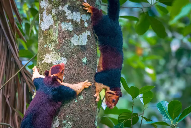 Incredible huge Indian squirrel in the lens;) 4146_2