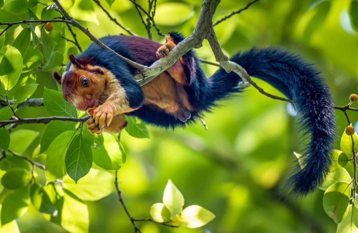 Incredible huge Indian squirrel in the lens;) 4146_4