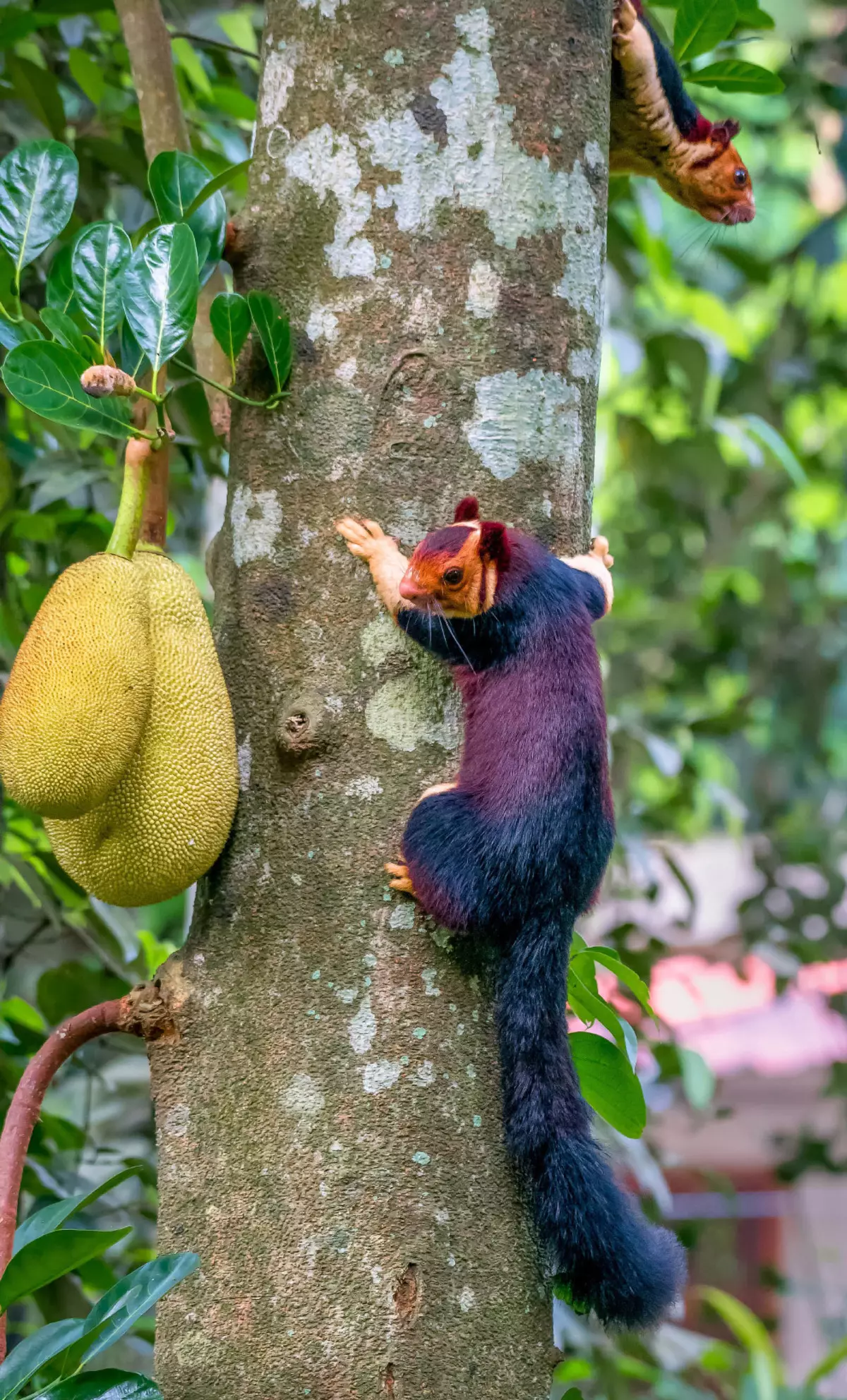 Incredible huge Indian squirrel in the lens;) 4146_5