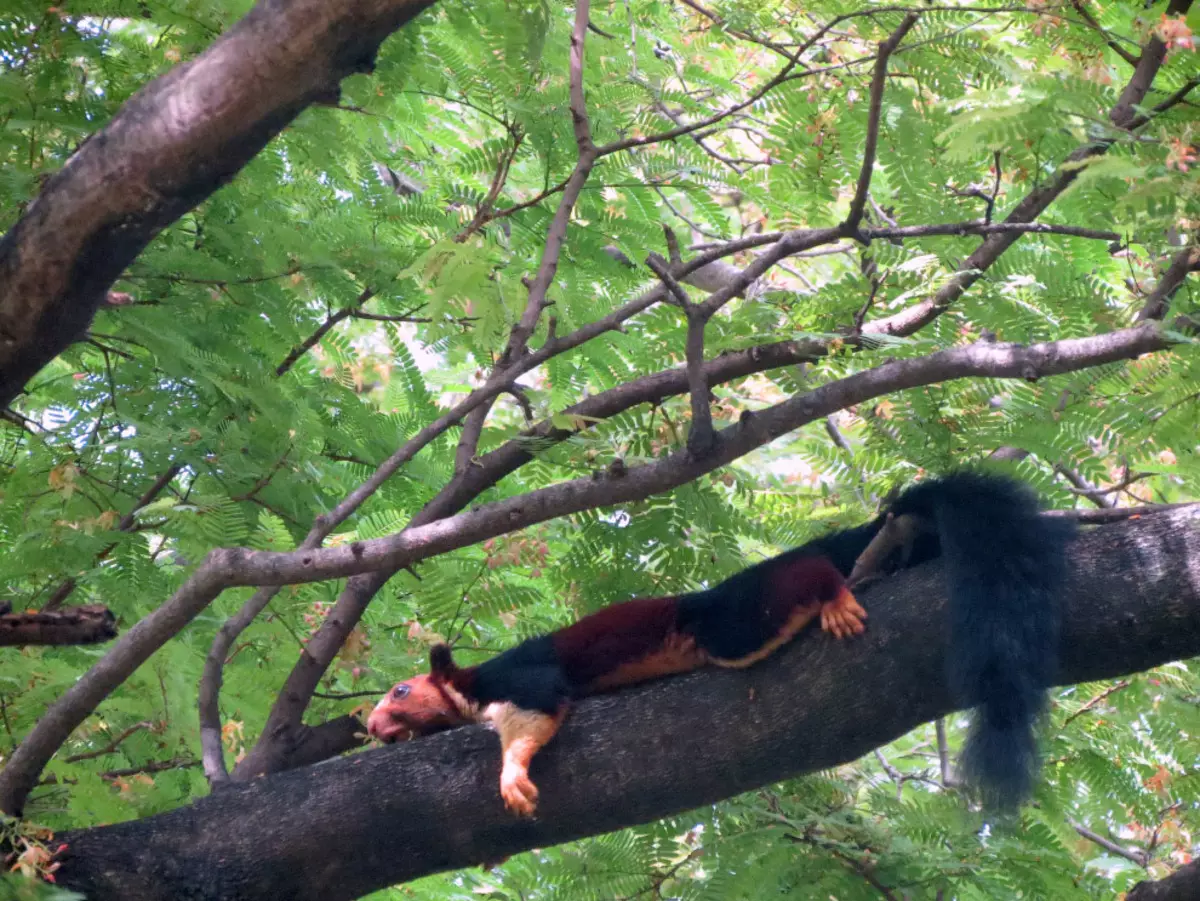 Incredible huge Indian squirrel in the lens;) 4146_6