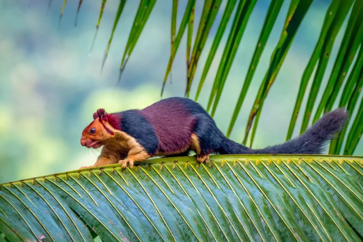 Incredible huge Indian squirrel in the lens;) 4146_7