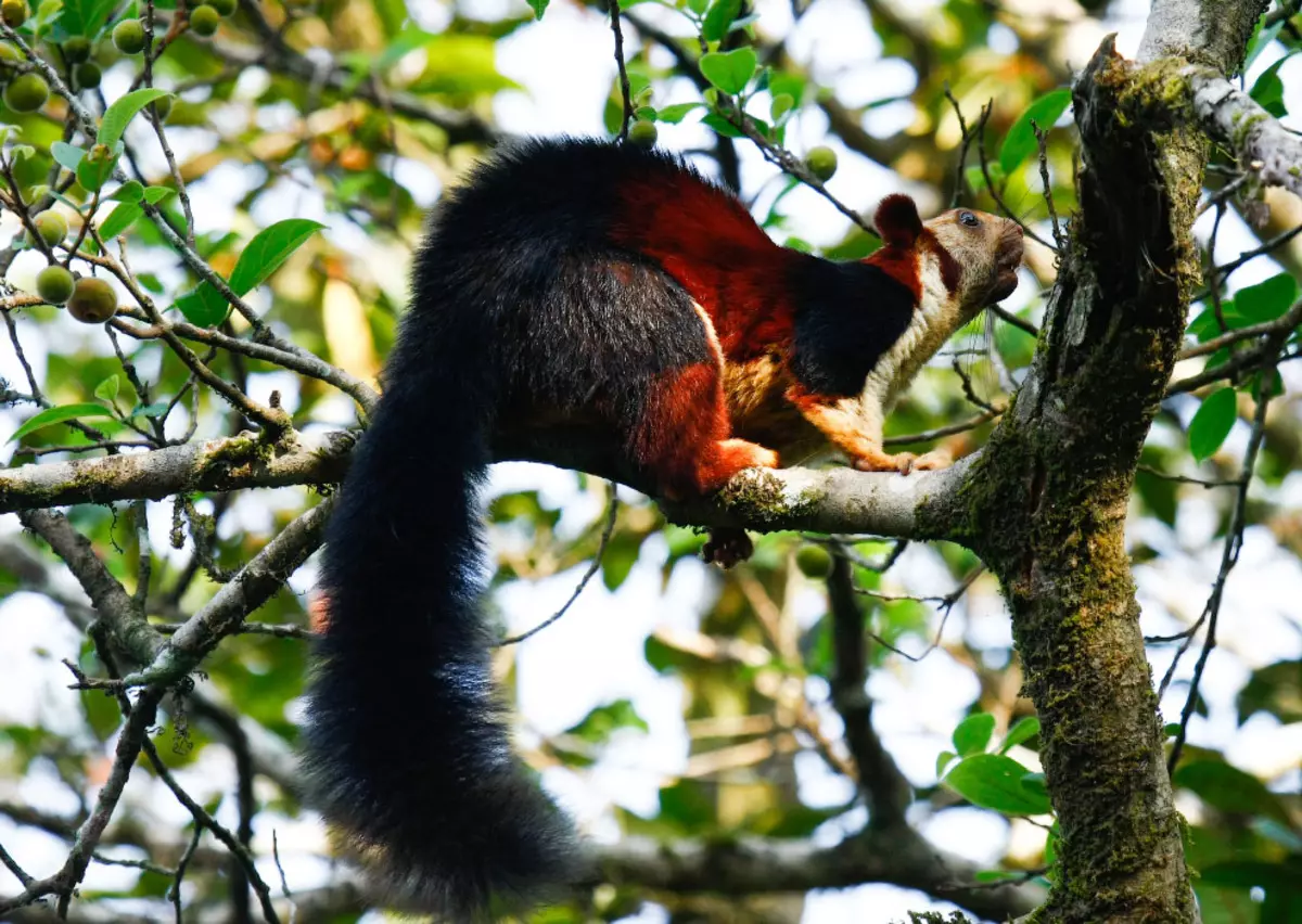 Incredible huge Indian squirrel in the lens;) 4146_9