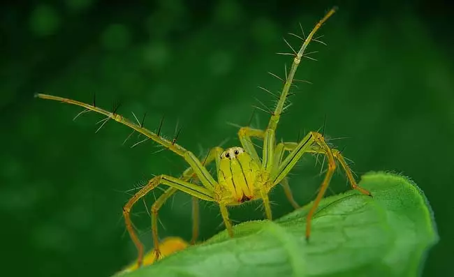 Welt der exotischen Spinnen Jimmy Kong 4297_11