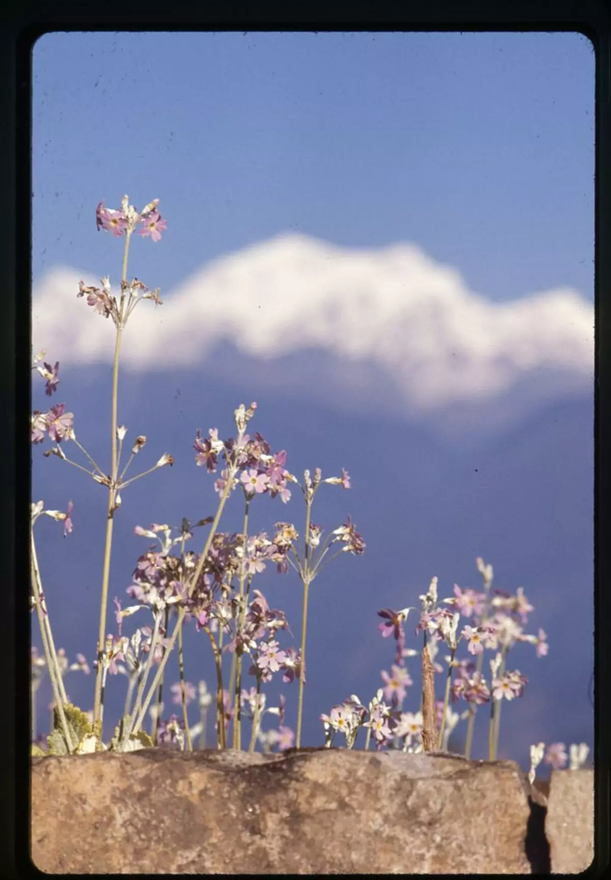 Sikkim - Hunderte von Fotografien aus dem geschlossenen Himalaya-Königreich 1