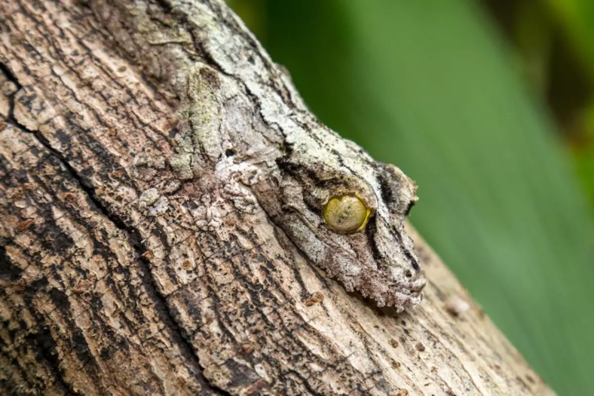 Blêd gecko.