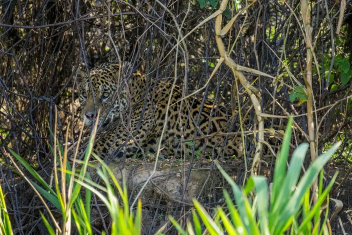 Jaguar.