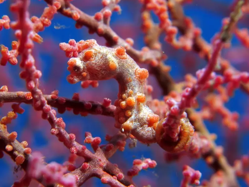 Pink Dwarf Sea Bump.