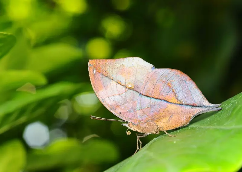 बटरफ्लाय.