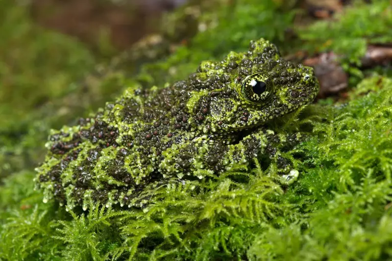 Fietnameeske mossy kikker.