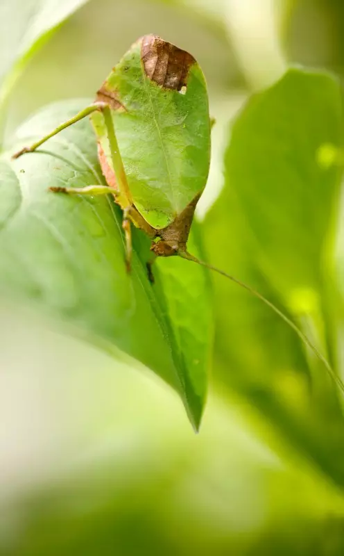 Blad Grasshopper.