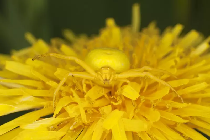 Spider-san, oswa Spider-Crab.