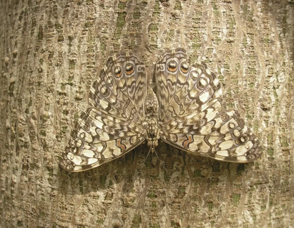 ചിത്രശലഭം.