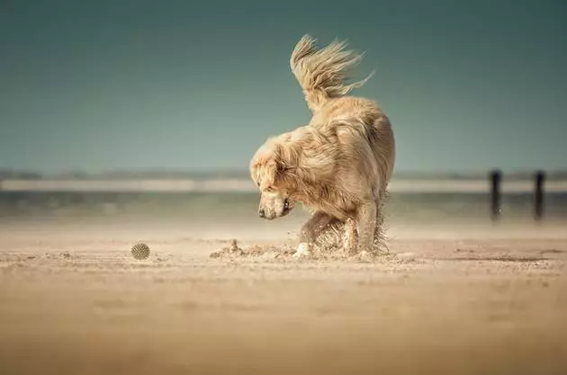 等待夏天：動物的正面照片 4510_12