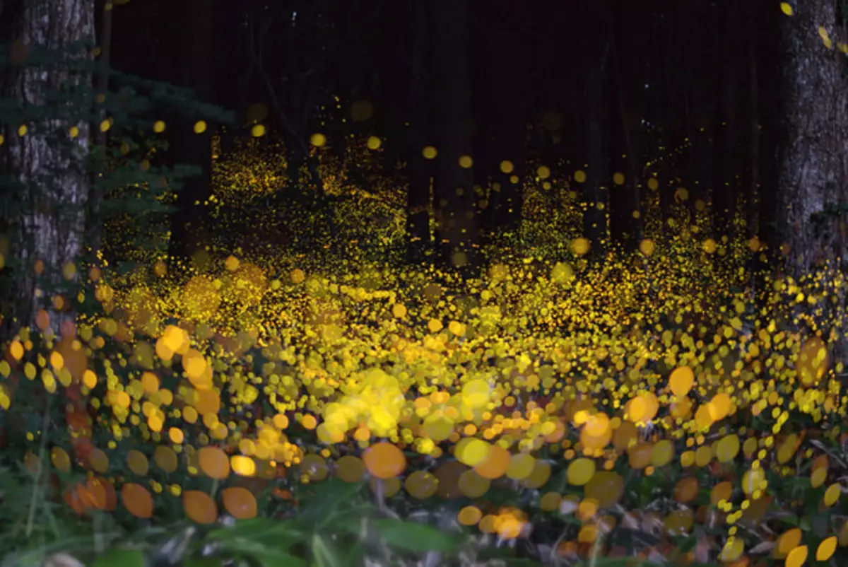 Fotografii talentați de Japoneză Tsunataka Hiramatsu 4517_10