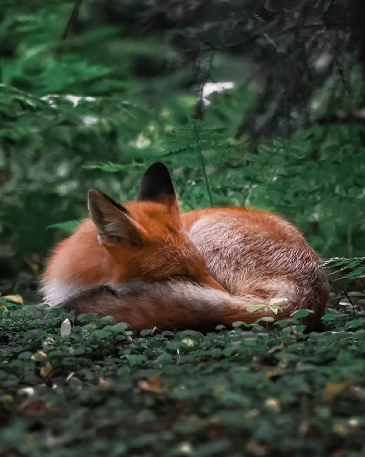 Dormir en el bosque. Soosseli de Instagram.