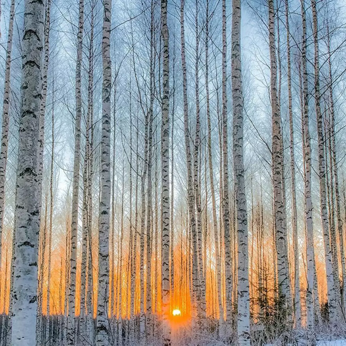 ¡El bosque de hadas es en realidad! Fotos de Assi Saarinen (Ossi Saarinen) 4772_9