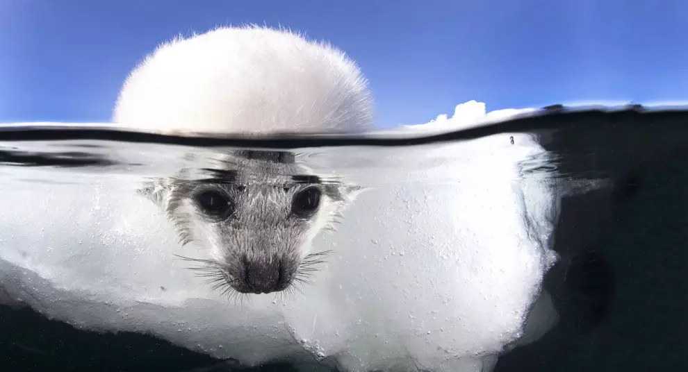 Wat verbergt zich onder water? Je bent geïnteresseerd? 4774_13