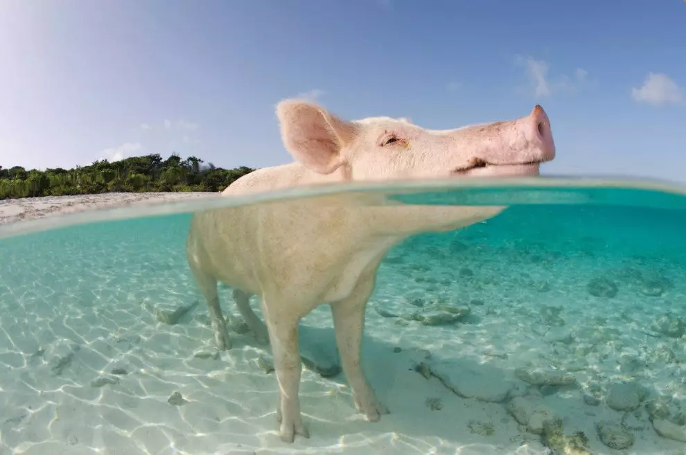 Wat verbergt zich onder water? Je bent geïnteresseerd? 4774_18