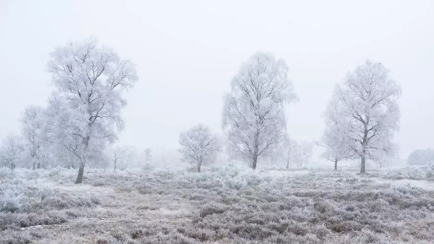 Houten bloei yn simmer en winter: Albert Dross Series (Albert Dros) 4826_12