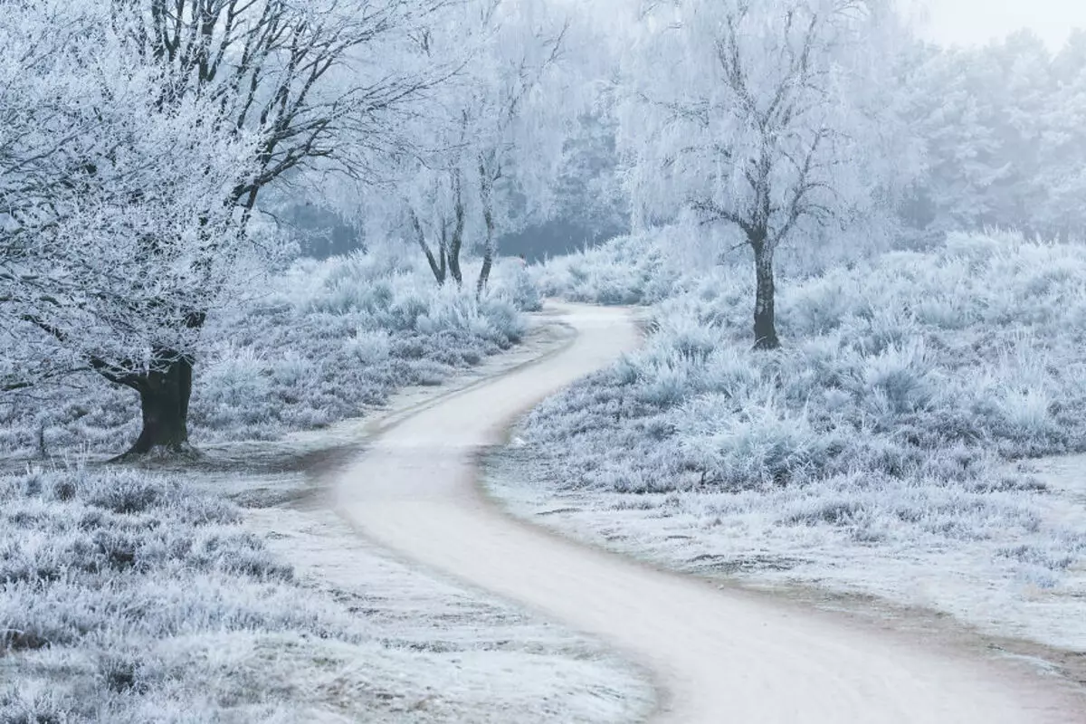 Bloom en bois en été et hiver: la série Albert Dros (Albert Dros) 4826_4