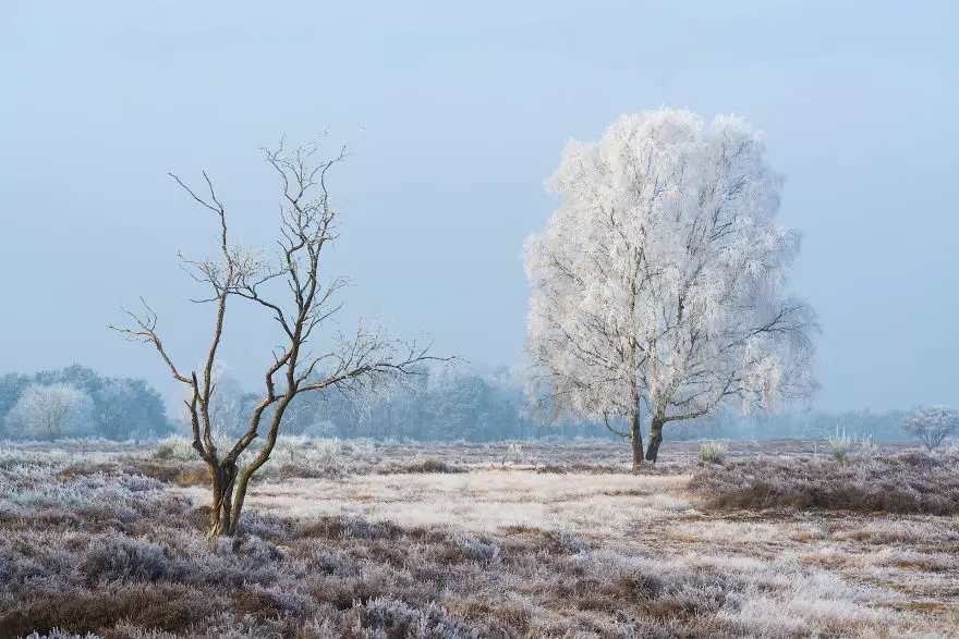 Bloom en bois en été et hiver: la série Albert Dros (Albert Dros) 4826_7