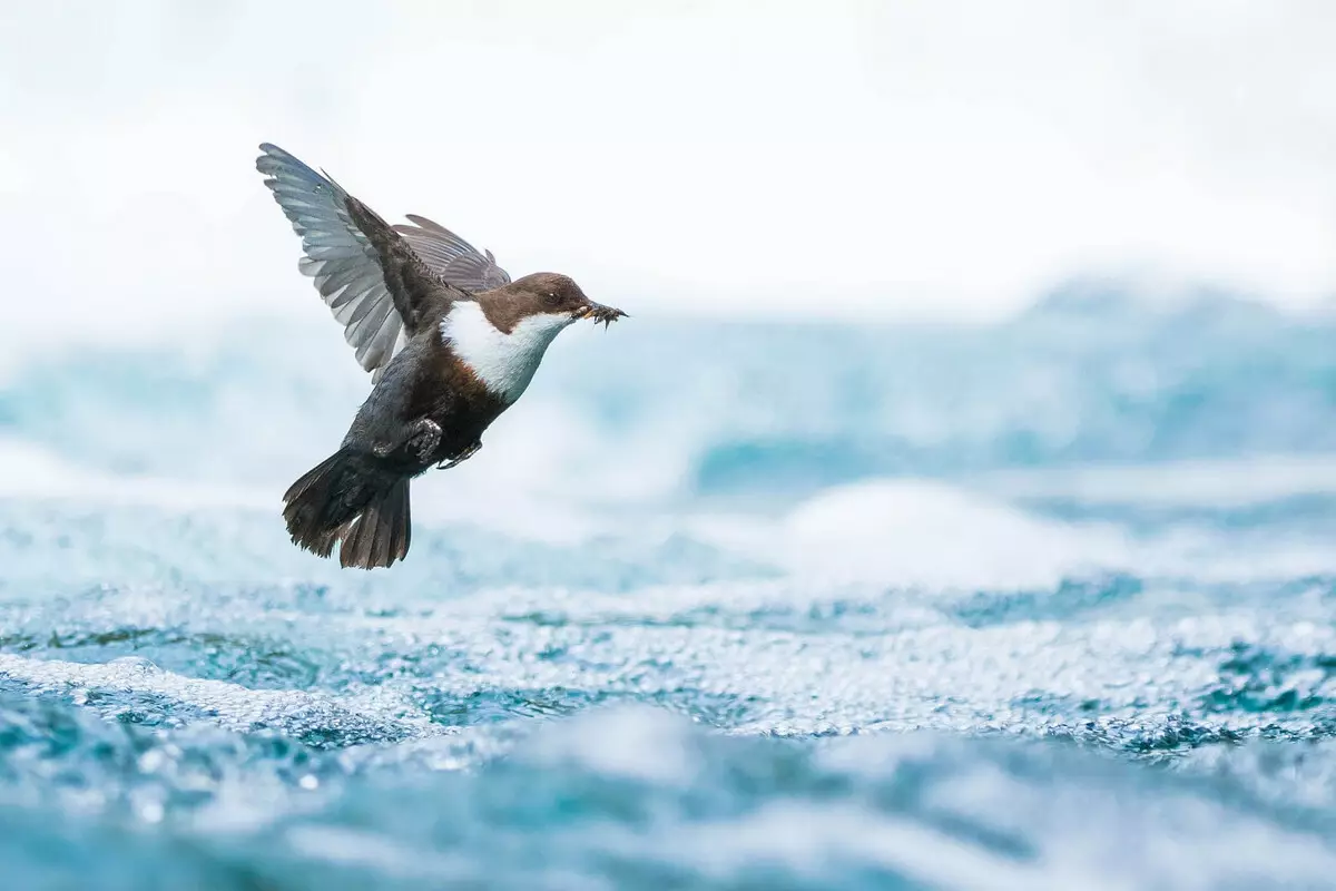 Câștigătorii concursului de fotografie 