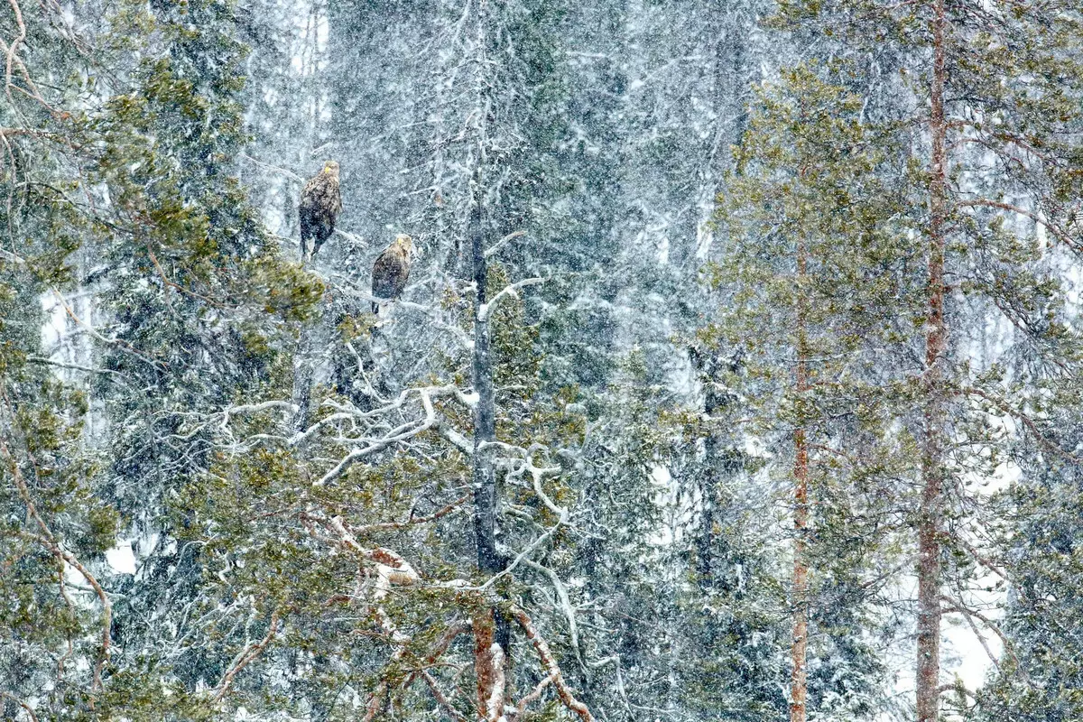 Fotoğraf yarışmasının kazananları 