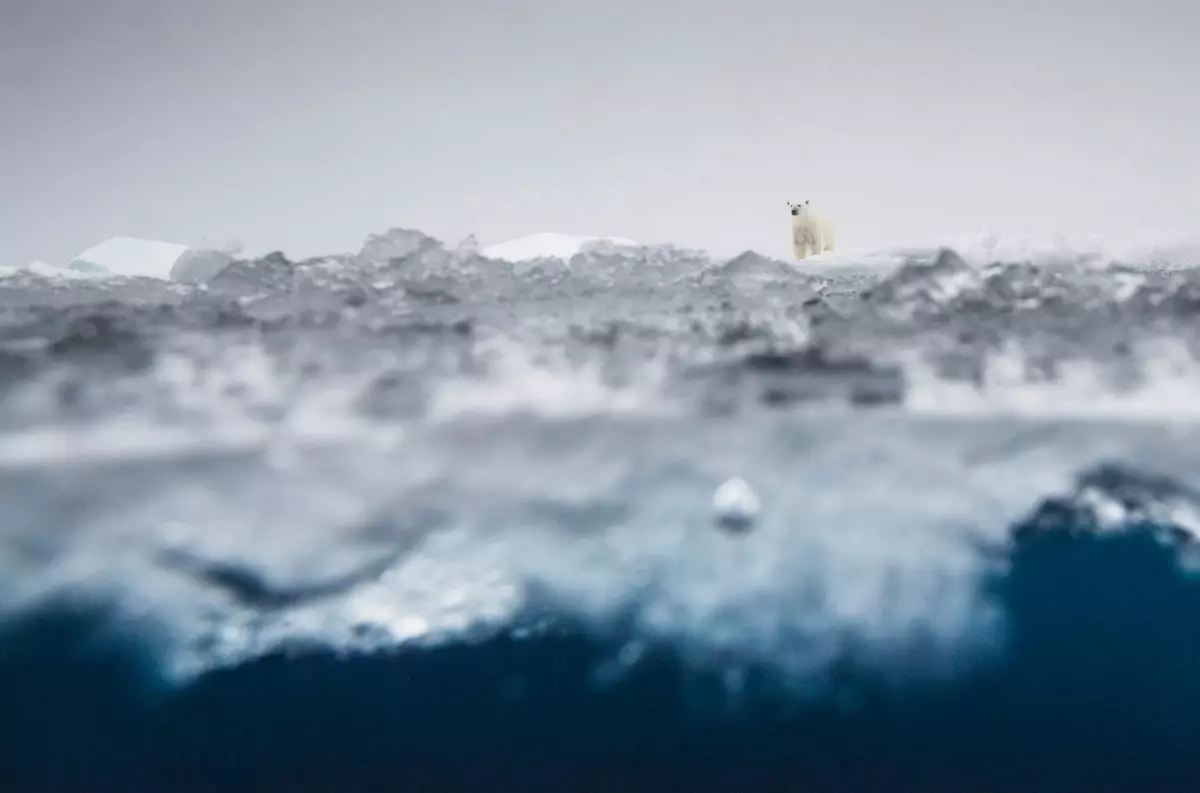 Câștigătorii concursului de fotografie 