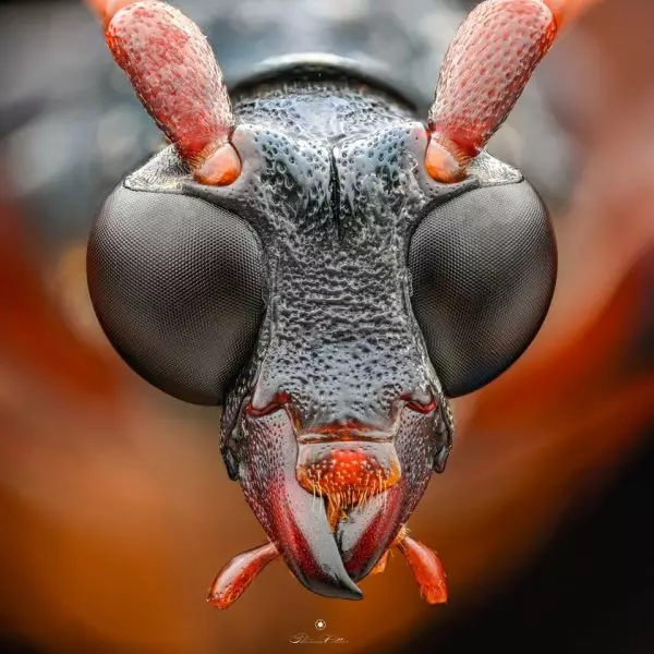 Fridden duerch e Mikroskop: interessant Macro Fotografie 506_3