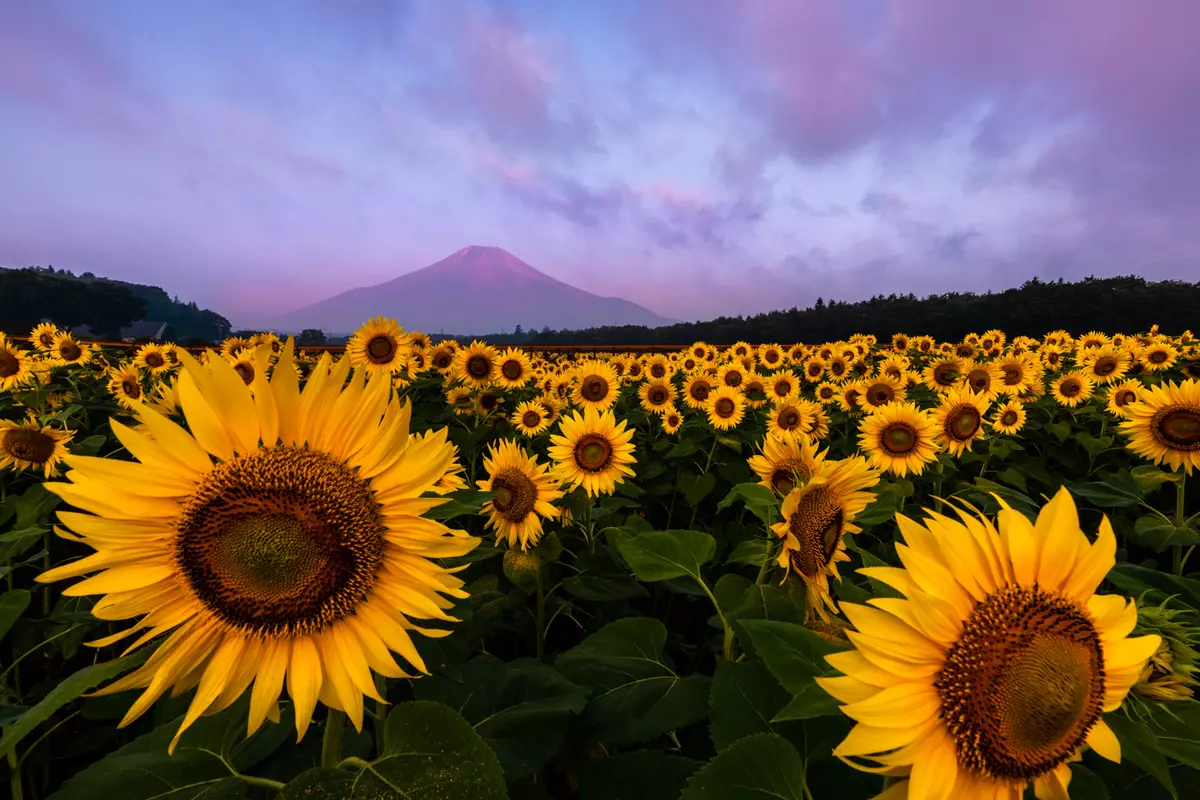 Sensualité et perfection: nature japonaise de Takashi Pravas (Takashi Nakazawa) 5072_10