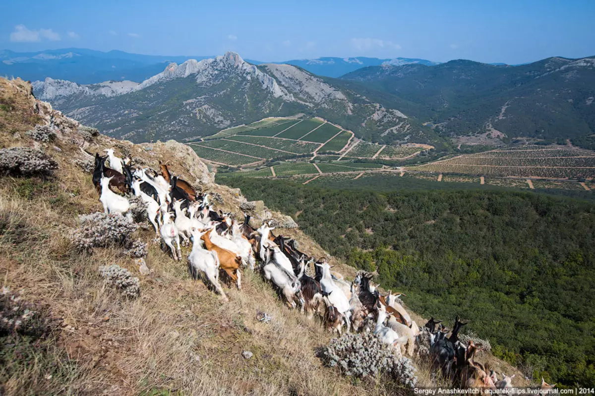 Sidès Crimea chenn nan Sergey Anashkevich 5085_6