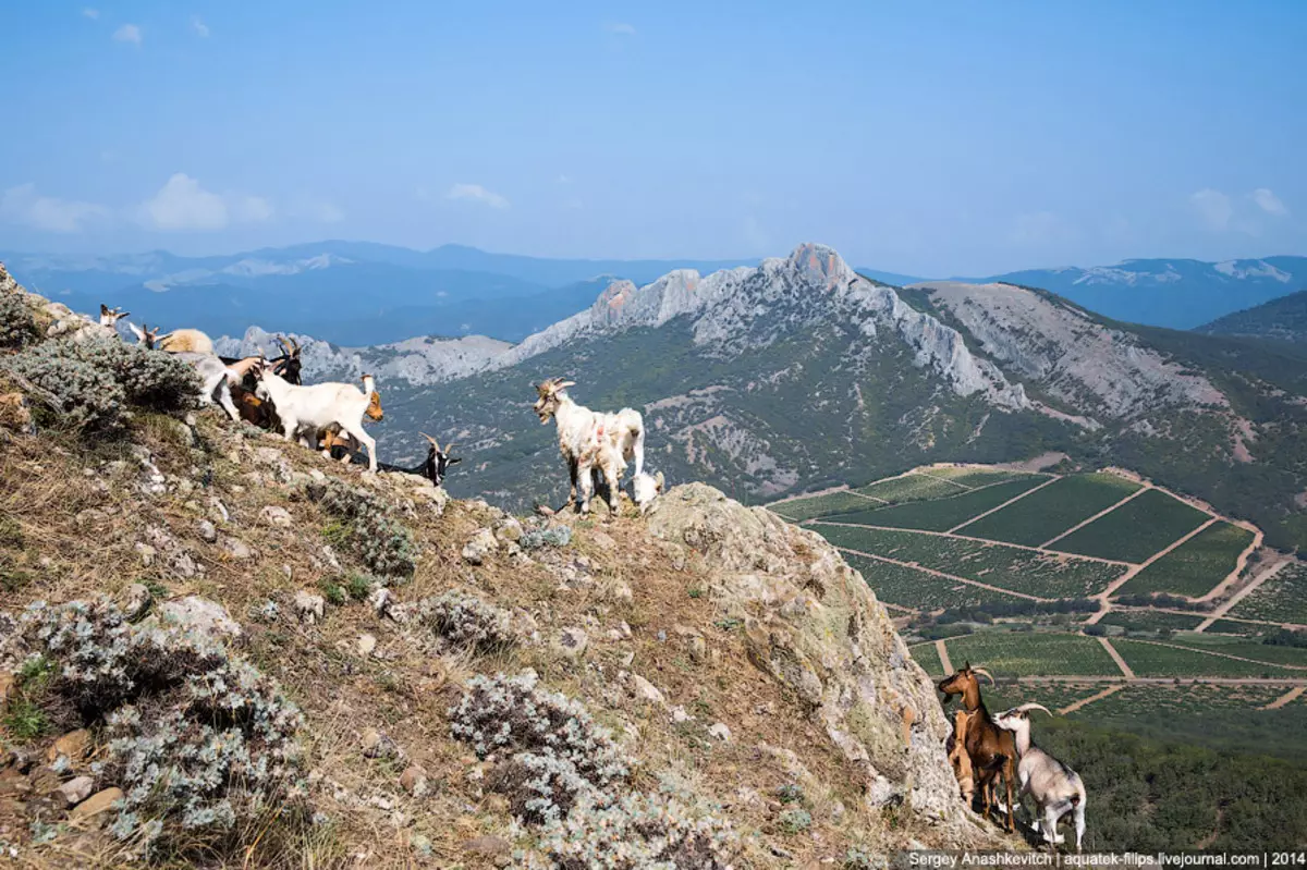 Sidès Crimea chenn nan Sergey Anashkevich 5085_7