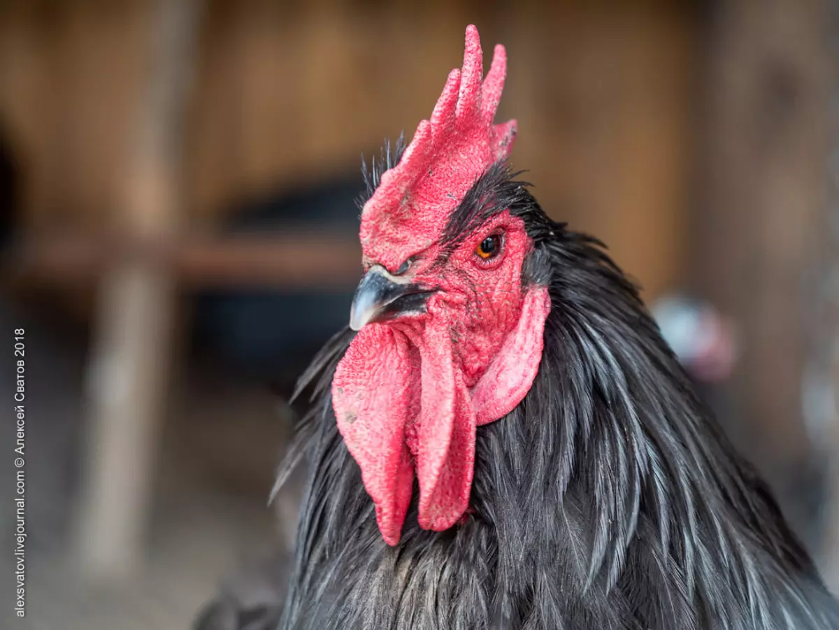 Temo e makatsang ea Bursatia! Litšoantšo tsa Svatova Alekie 5209_25