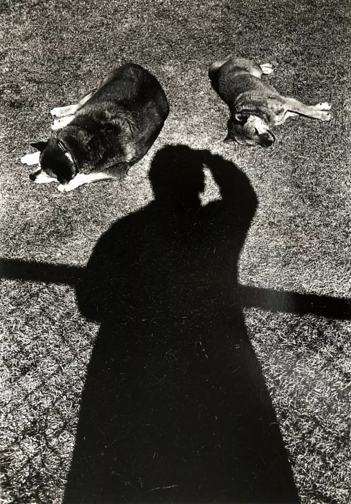 Daido moriyama: 