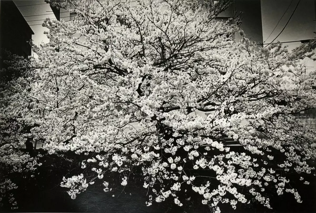 Daido moriyama: 