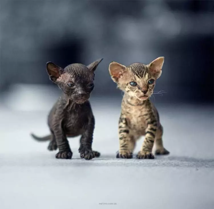 Expressieve portretten van de dierenfotograaf Sergey Pulisko