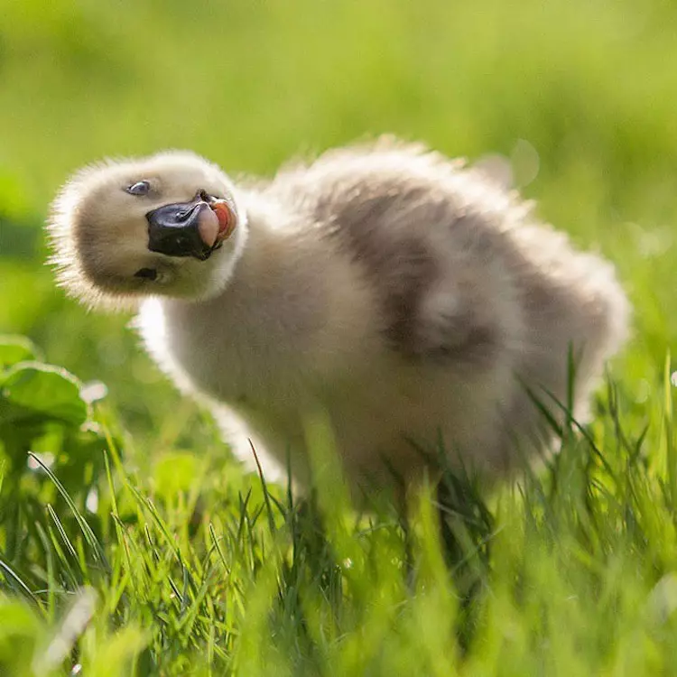 Expressieve portretten van de dierenfotograaf Sergey Pulisko