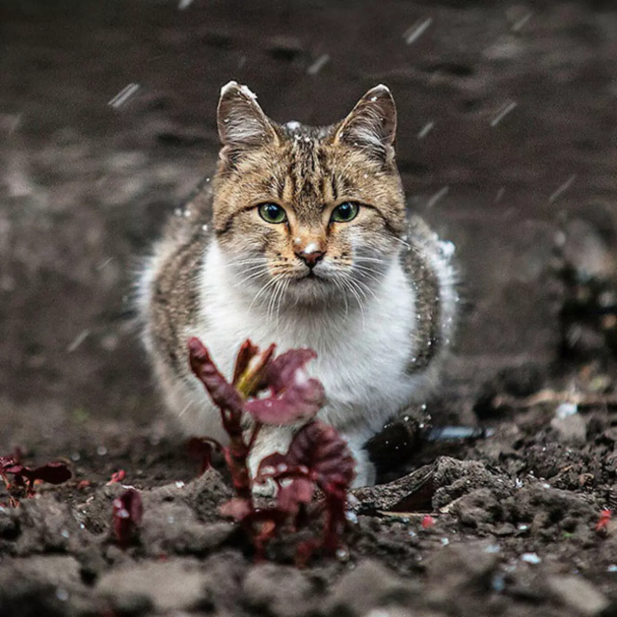 ภาพแสดงออกของช่างภาพสัตว์ Sergey Pulisko