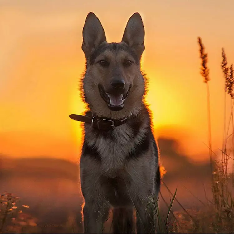 Expressieve portretten van de dierenfotograaf Sergey Pulisko