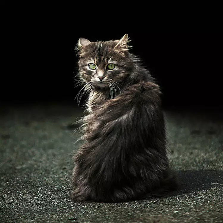 Expressieve portretten van de dierenfotograaf Sergey Pulisko